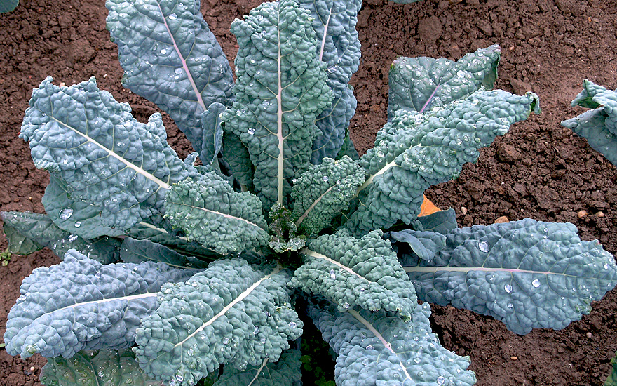 Palmkohl 'Nero di Toscana' (Saatgut) | P-Einzelsorten | Papaya ...