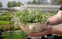 Polsterthymian 'Duftkissen'® (Pflanze) | Thymian | Tagetes-Tuberose ...