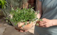 Polsterthymian 'Duftkissen'® (Pflanze) | Thymian | Tagetes-Tuberose ...