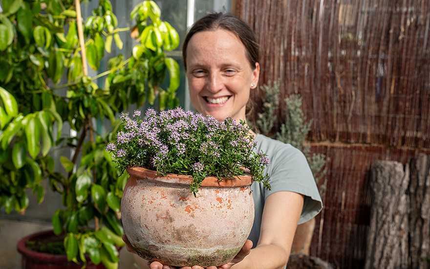 Französischer Polsterthymian (Pflanze) | Thymian | Tagetes-Tuberose ...