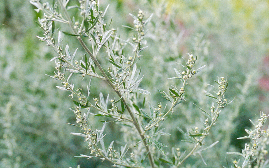 Wermut (Pflanze) - Artemisia absinthium | Wermut | Waldrebe-Wolfstrapp ...
