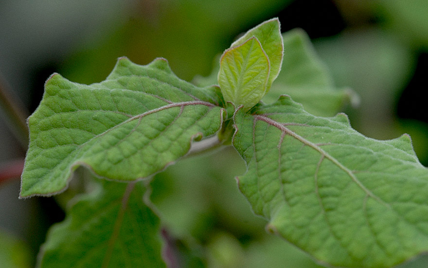 Apamarga (Saatgut) - Achyranthes aspera | Ayurvedische Heilkräuter ...