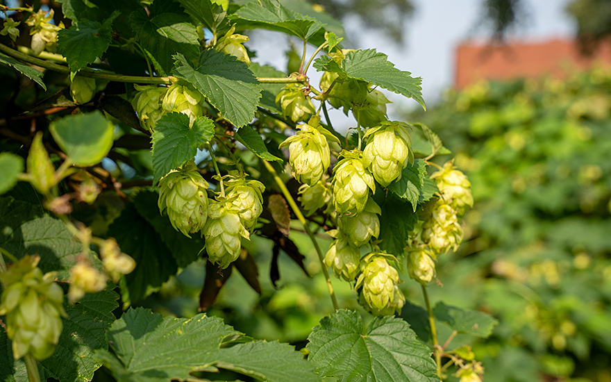 Bierhopfen 'Spalter Select' (Pflanze) | Hopfen | Haarstrang-Hundszunge ...