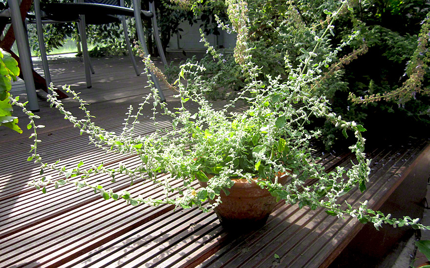 Polpala (Saatgut) | P-Einzelsorten | Papaya-Prachtscharte | Pflanzen ...