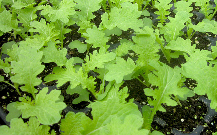 Wasabino (Saatgut) | Senf | Salbei-Süßholz | Pflanzen & Saatgut ...