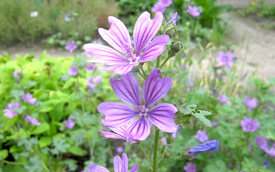 Wilde Malve (Saatgut) - Malva sylvestris | Malve | Maca-Myrte ...