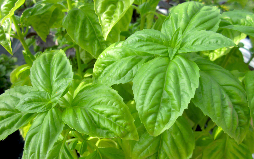 Basilikum 'Nufar F1' (Saatgut) | Basilikum | Babantsi-Bruchkraut ...
